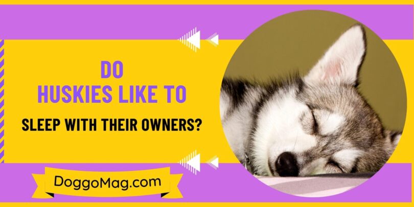 Do Huskies Like To Sleep With Their Owners? [3 Traits] - DoggoMag