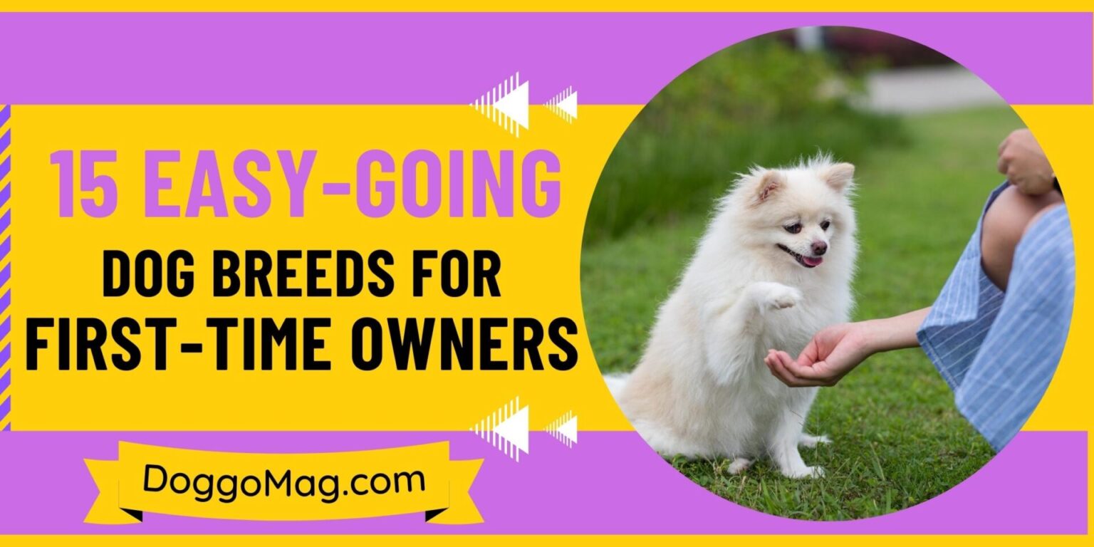15 Easy-Going Dog Breeds For First-Time Owners - DoggoMag