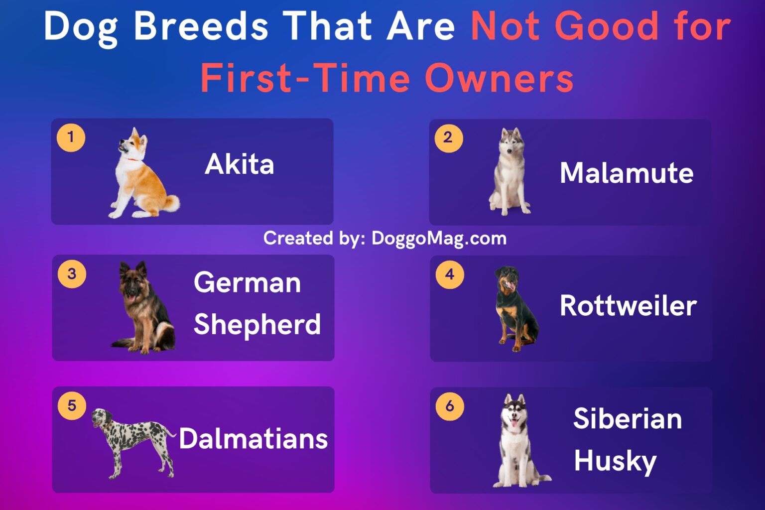 15 Easy-Going Dog Breeds For First-Time Owners - DoggoMag