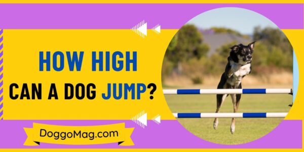 How High Can A Dog Jump? 26 Breeds That Are Good At Jumping - DoggoMag