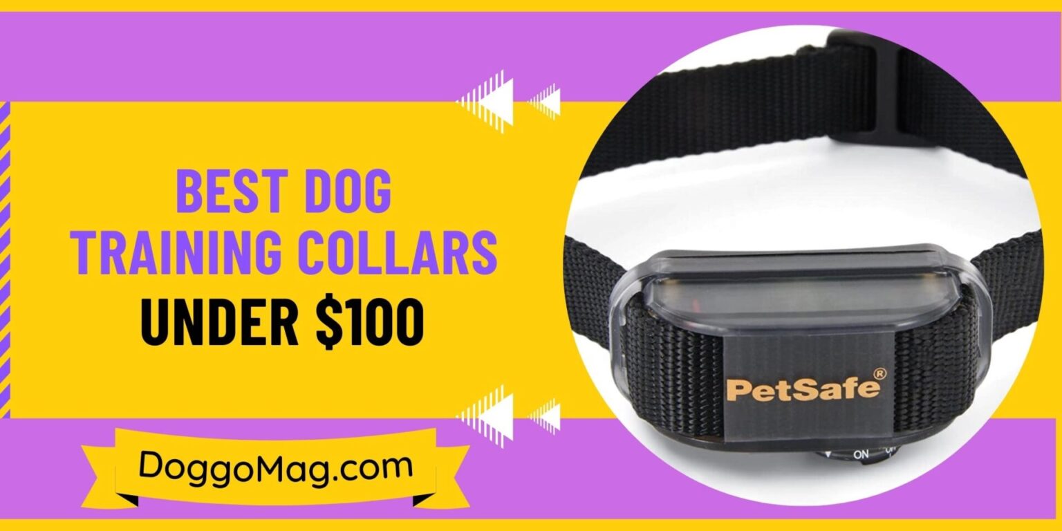 10 Best Dog Training Collars for 2023 | DoggoMag