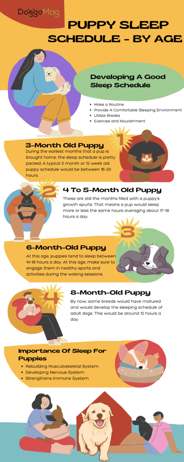 Puppy Sleep Schedule By Age 3 4 5 6 And 8 Months DoggoMag