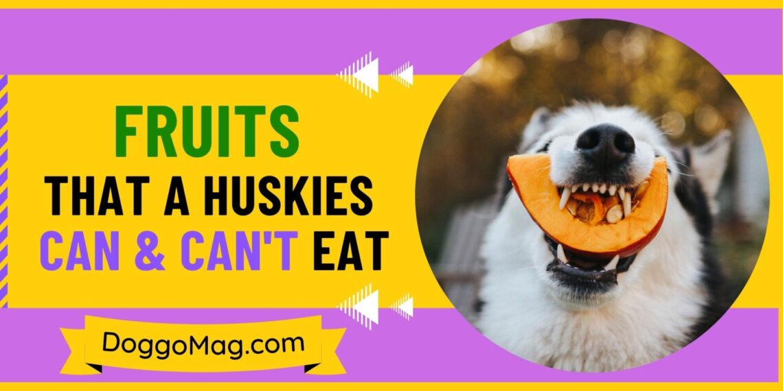 Dogs Behavior Guide And Tips For Beginners - DoggoMag