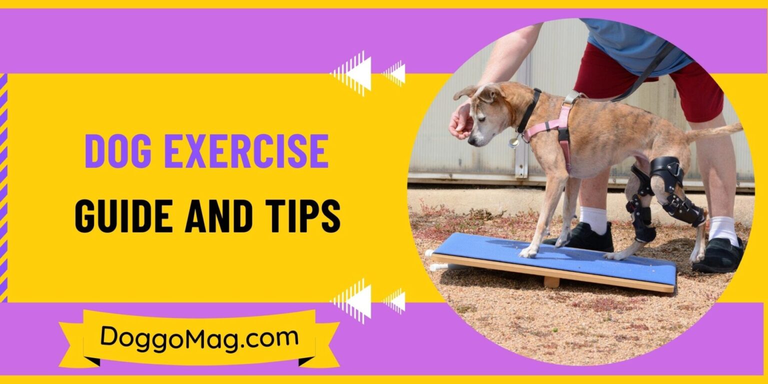 Dog Exercise – A Comprehensive Guide And Expert Tips - DoggoMag