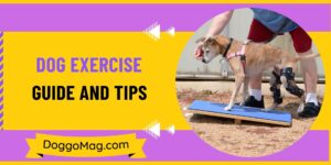Dog Exercise – A Comprehensive Guide And Expert Tips - DoggoMag