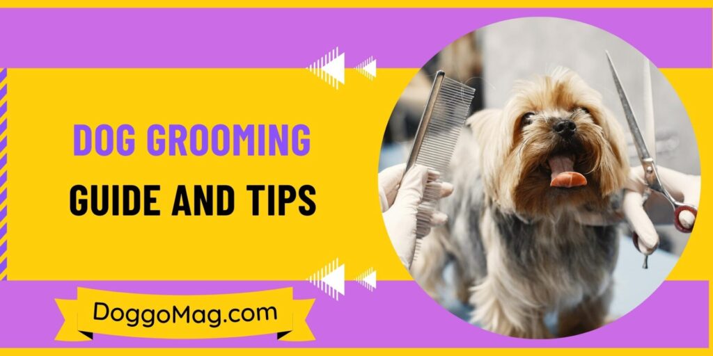 Dog Grooming Guide And Tips – 7-Step Formula - DoggoMag