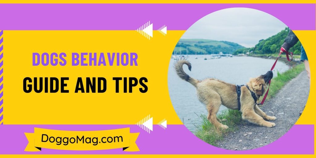 Dogs Behavior Guide And Tips For Beginners - DoggoMag