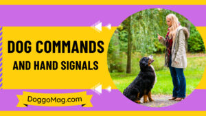 List Of 11 Dog Commands And Hand Signals With Images - DoggoMag