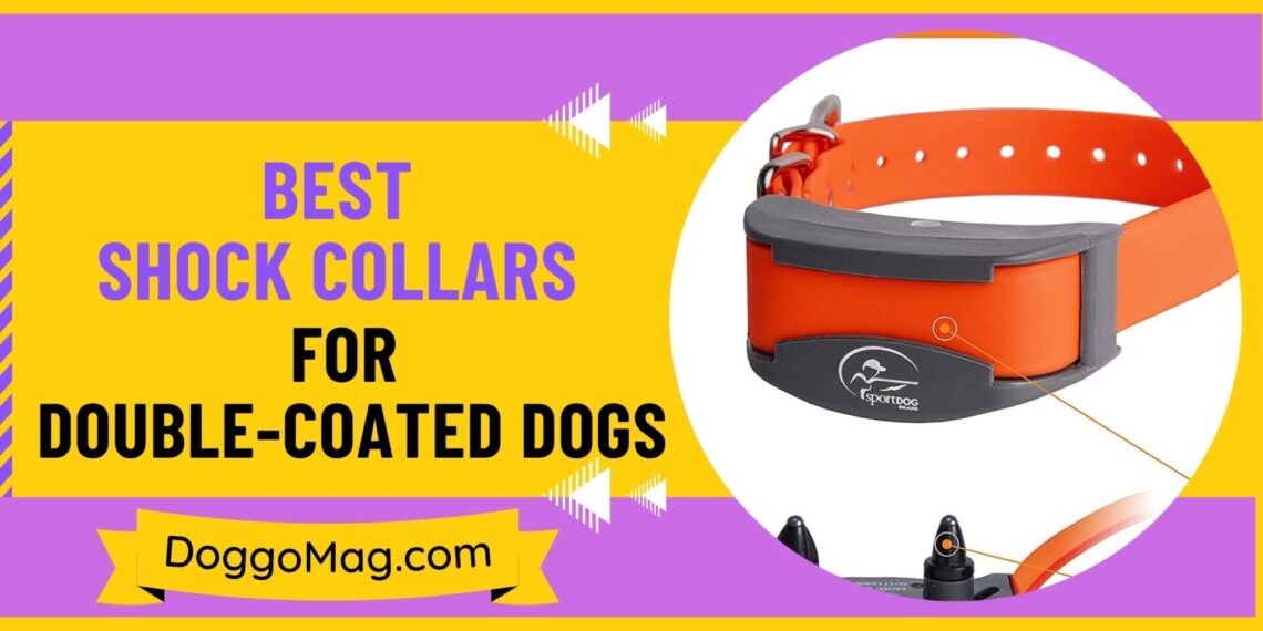 10 Best Dog Training Collars for 2023 | DoggoMag