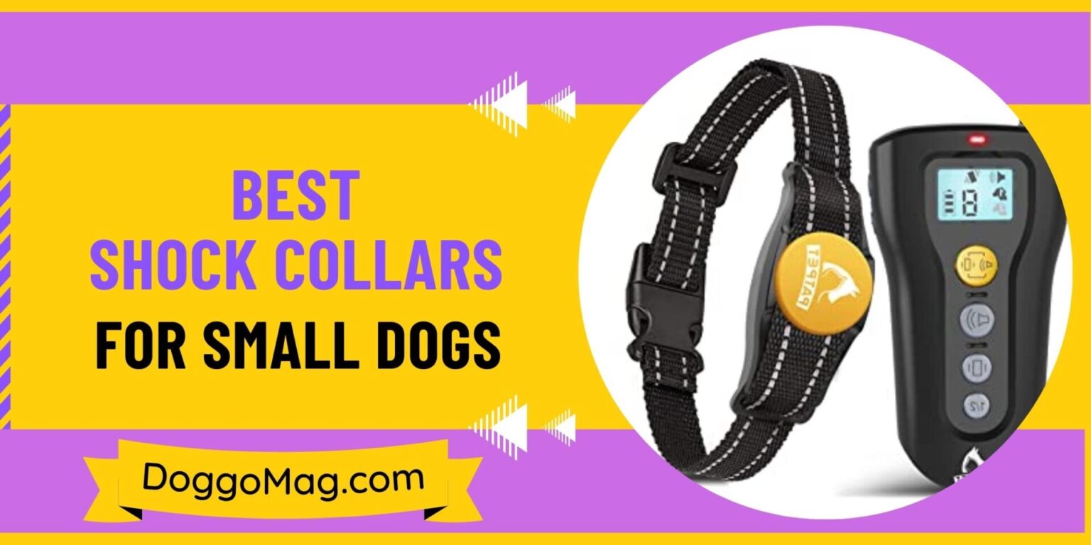 10 Best Dog Training Collars for 2023 | DoggoMag
