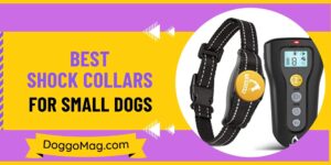 7 Best Training/Shock Collars for Small Dogs [8 to 15 lbs] - DoggoMag