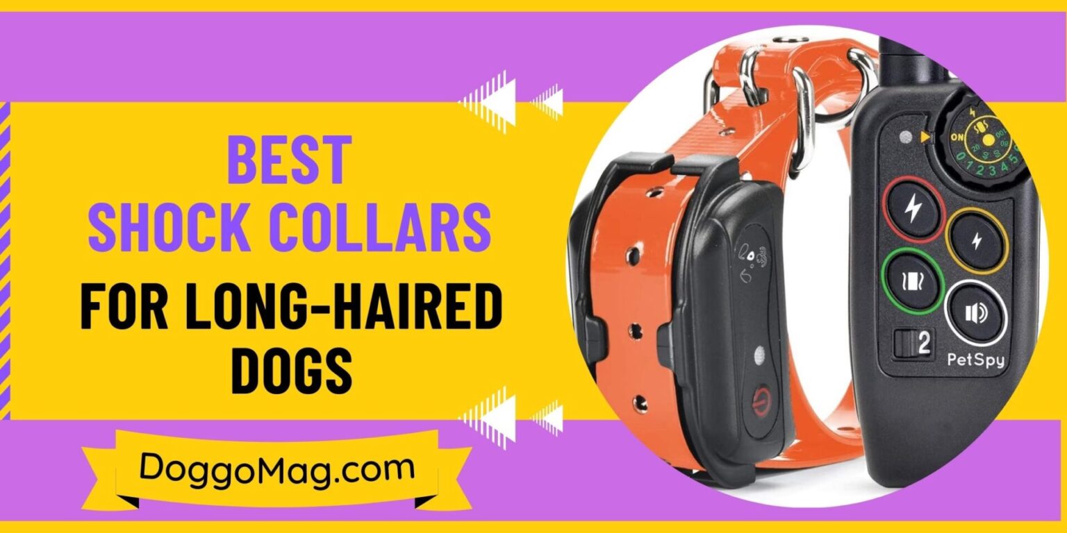 7 Best Training/Shock Collars for Small Dogs [8 to 15 lbs] - DoggoMag