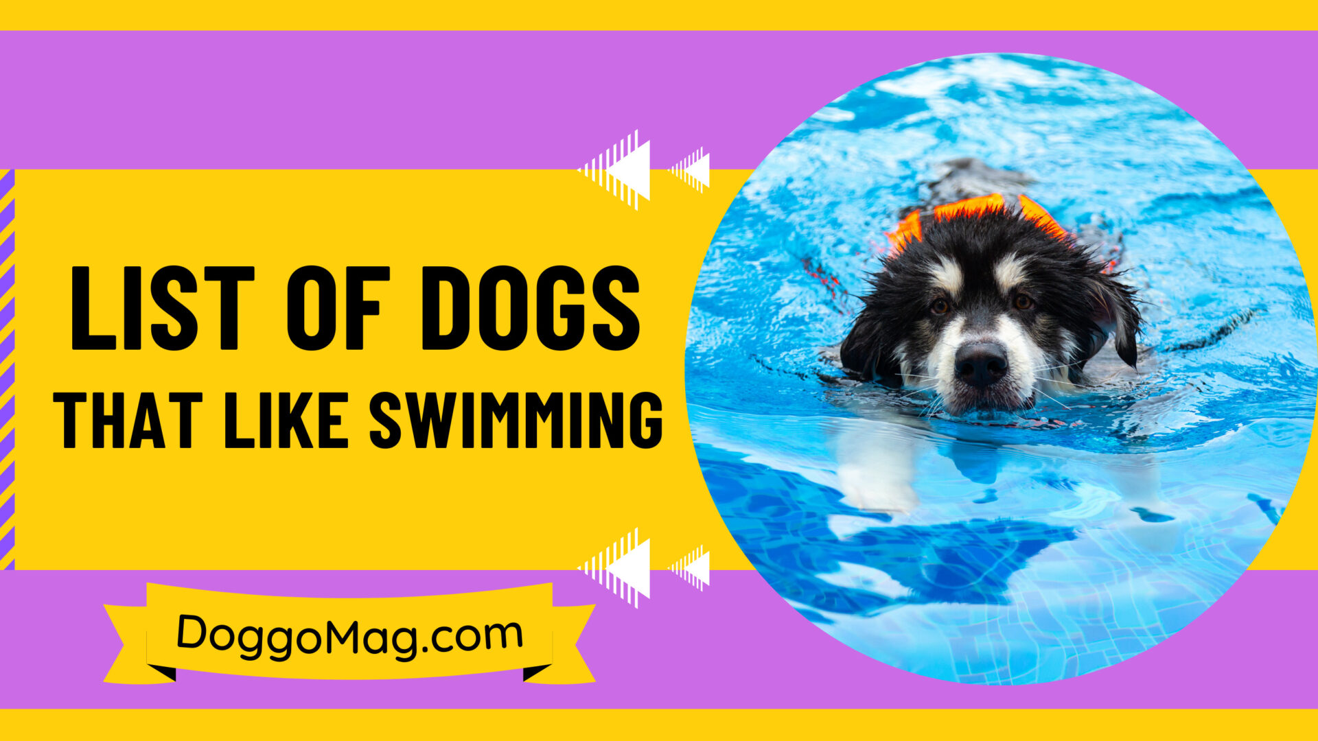 22 Dogs That Like Swimming 7 Water Safety Tips DoggoMag 22 Dogs That Like Swimming 7 Water Safety Tips DoggoMag
