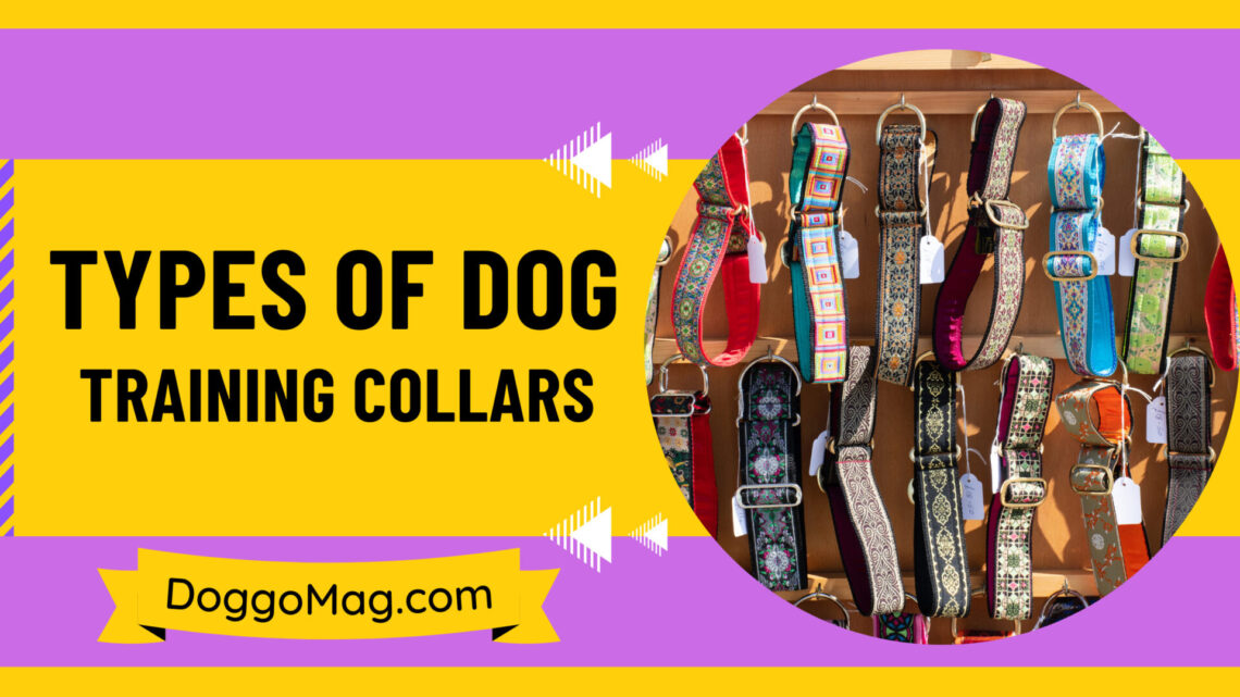 Dog Exercise – A Comprehensive Guide And Expert Tips - DoggoMag