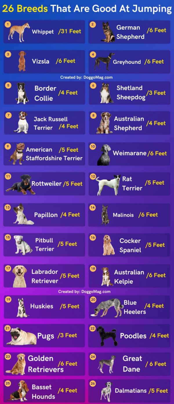 How High Can A Dog Jump? 26 Breeds That Are Good At Jumping - DoggoMag