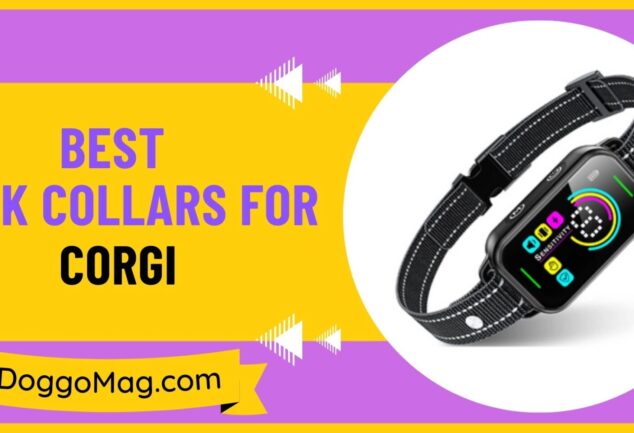 10 Best Dog Training Collars for 2023 | DoggoMag