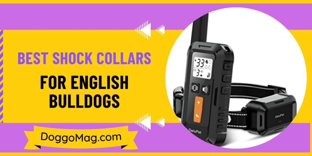 7 Best Training/Shock Collars for Small Dogs [8 to 15 lbs] - DoggoMag