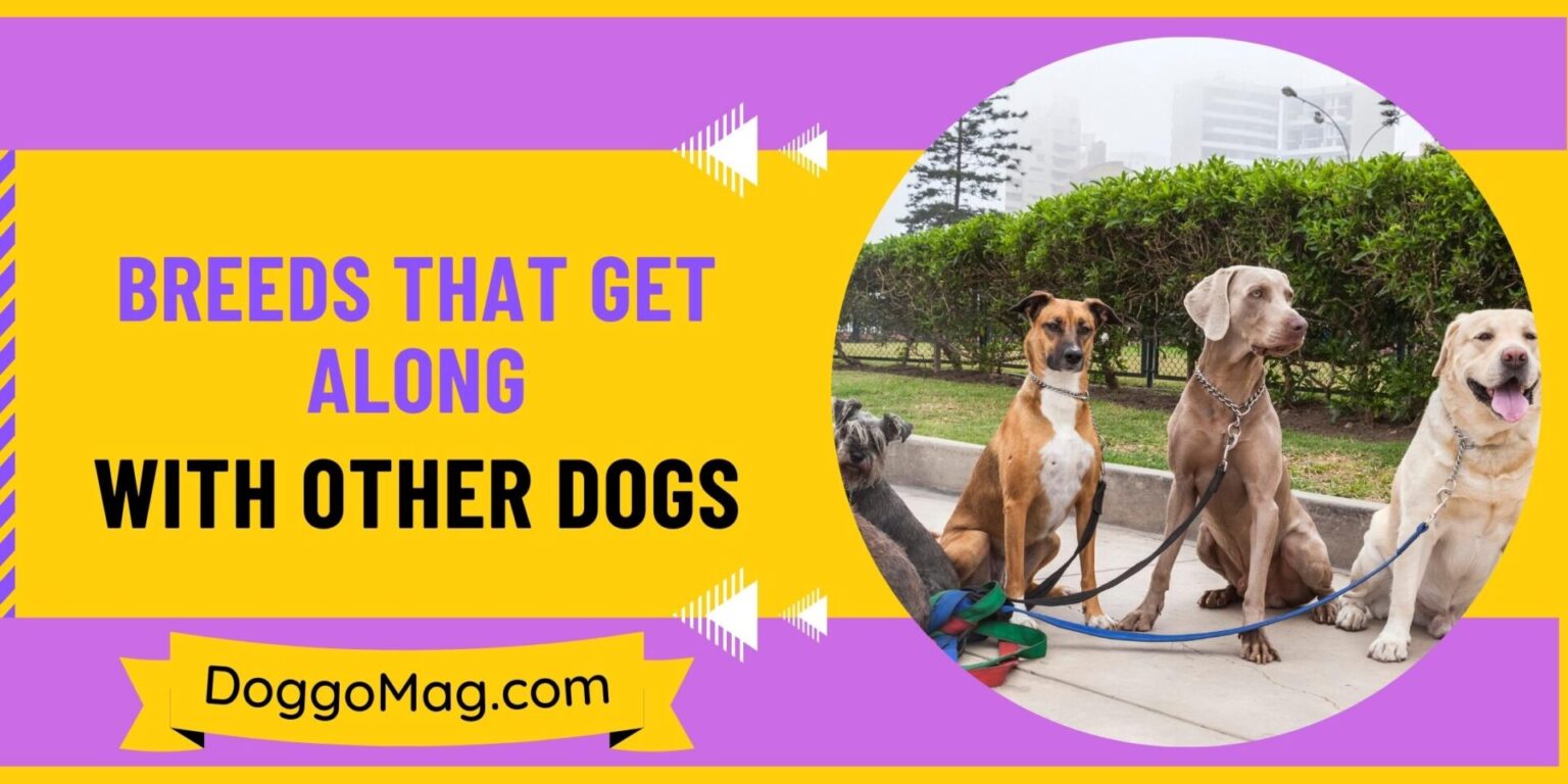 26 Easy-Going Breeds That Get Along With Other Dogs - DoggoMag