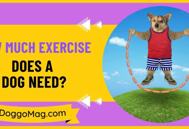 Dog Exercise – A Comprehensive Guide And Expert Tips - DoggoMag