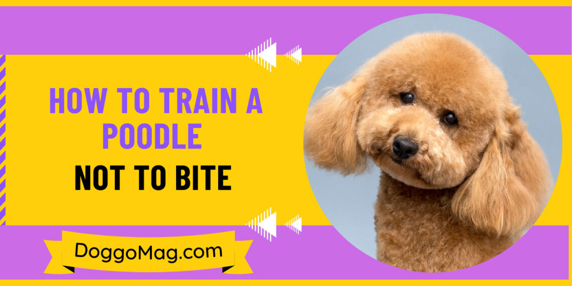 How To Train A Poodle Not To Bite? - DoggoMag