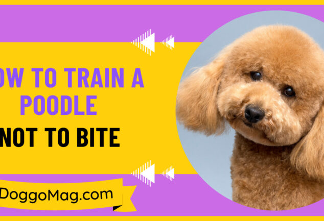 How High Can A Poodle Jump? 7 Remarkable Factors Control The Jump ...