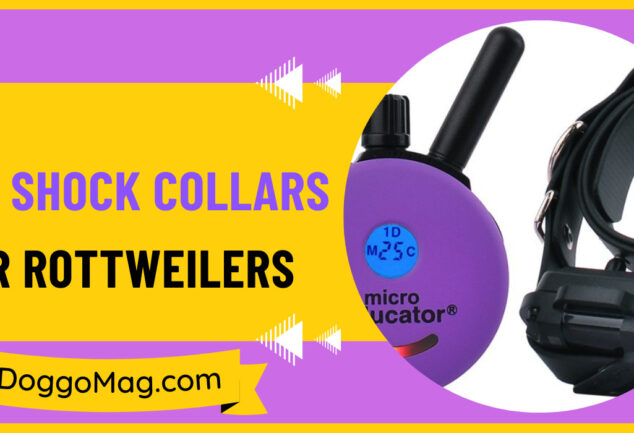 10 Best Dog Training Collars for 2023 | DoggoMag