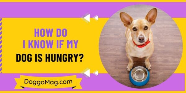 How Do I Know If My Dog Is Hungry? - Understanding Your Dog - DoggoMag
