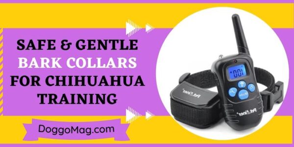 10 Best Dog Training Collars for 2023 | DoggoMag