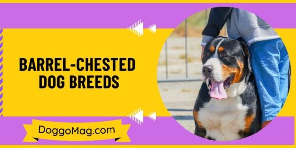 10 Barrel-Chested Dog Breeds | Their Needs | Health Risks | Training ...