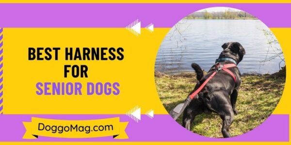 5 (Comfortable) Best Harness For Senior Dogs in 2024 - DoggoMag