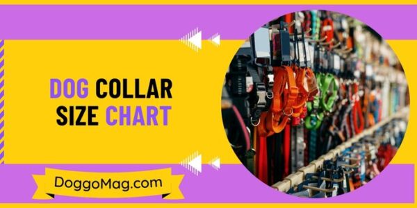 Dog Collar Size Chart - Small to Large Sizes - DoggoMag