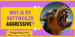 Why Is My Rottweiler Aggressive? Rottweiler Aggression Problems - DoggoMag