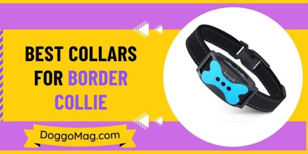 5 (Adjustable) Best Collars for Border Collie in 2024 - DoggoMag