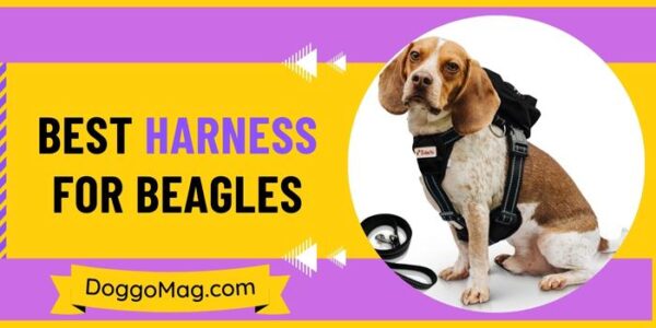 5 Resilient Best Harness for Beagles in 2024 - DoggoMag