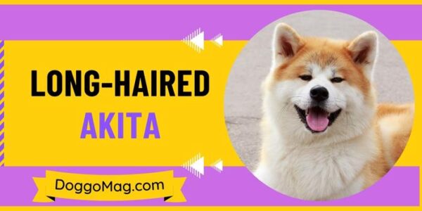 Beyond Expectations: Exploring the Long-Haired Akita's Allure - DoggoMag