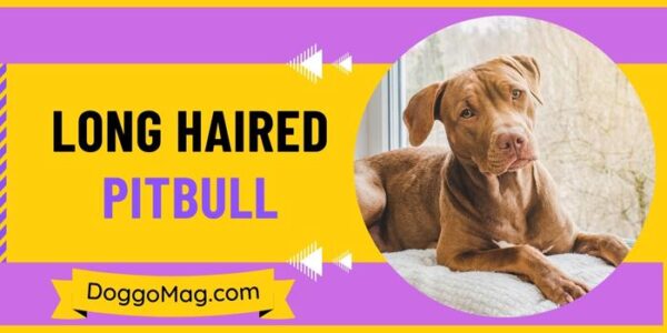 Long-Haired Pitbulls Unleashed: Traits, Personality, and Care - DoggoMag