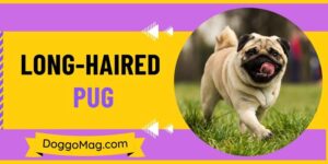 Long-Haired Pugs: A Closer Look at Their Graceful Coats - DoggoMag