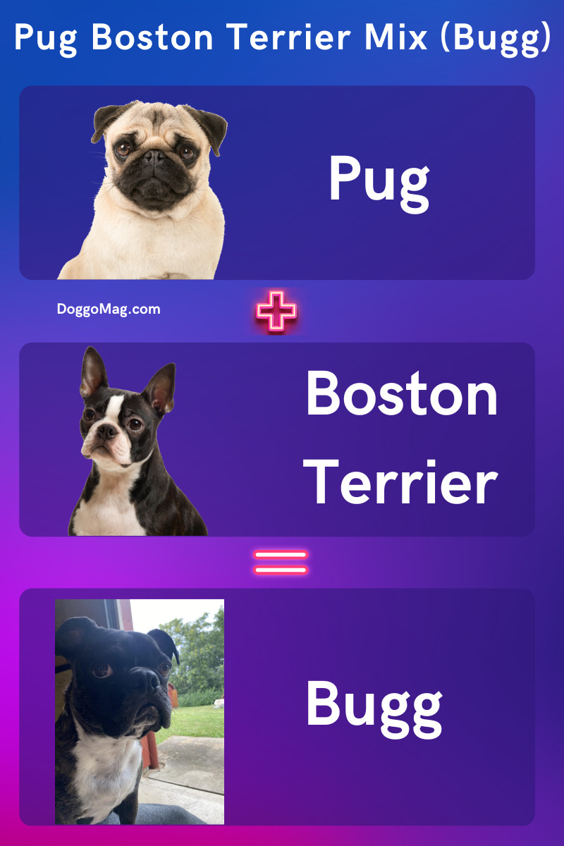 Pug Boston Terrier Mix (Bugg) – An Ultimate Guide To Help You Decide ...