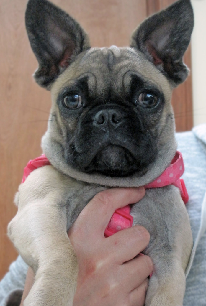 Pug Bulldog Mix (PugaBull) – Images and All You Need to Know - DoggoMag
