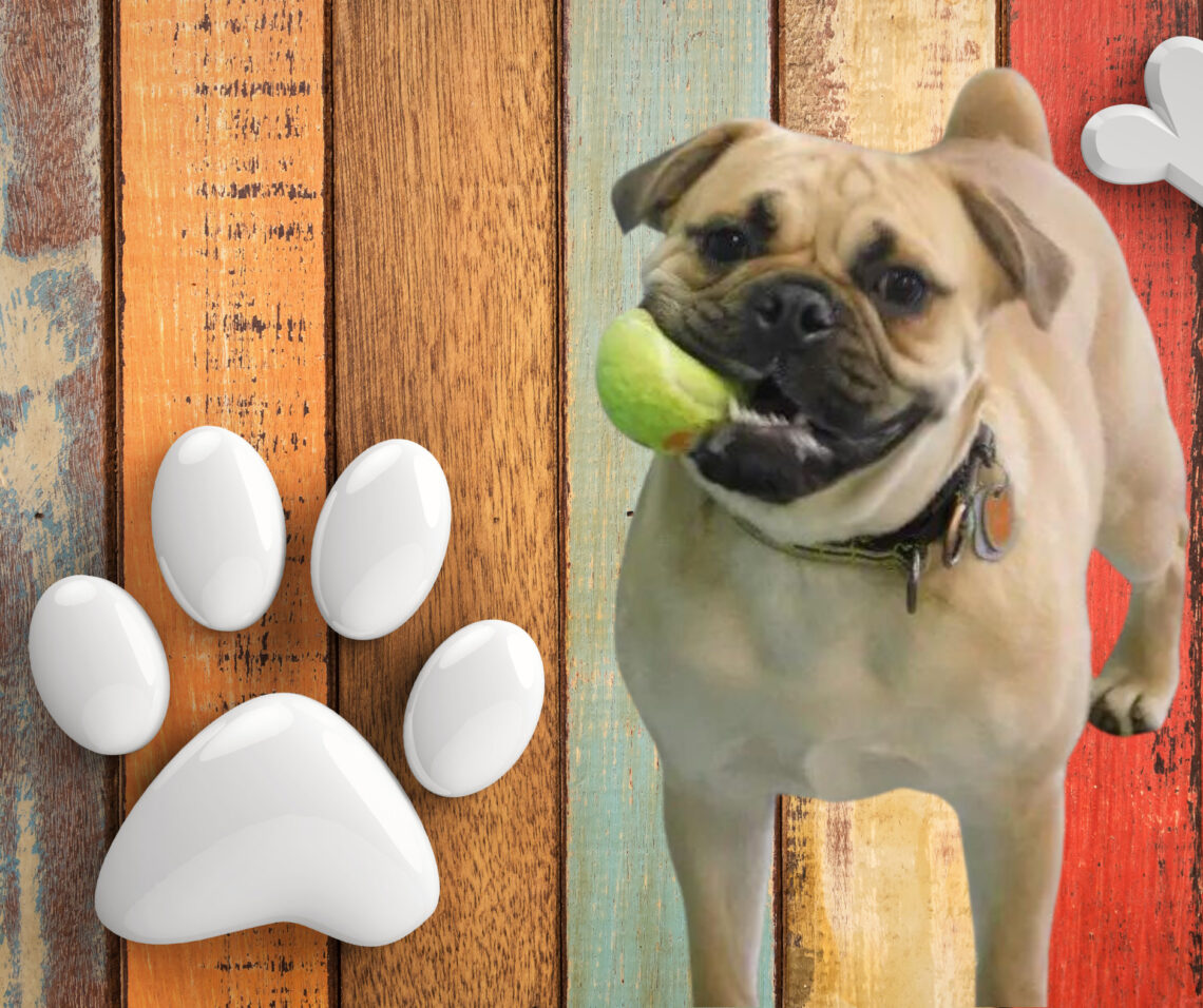 Exploring the Charismatic Blend: Pug Pitbull Mix Traits and Care - DoggoMag