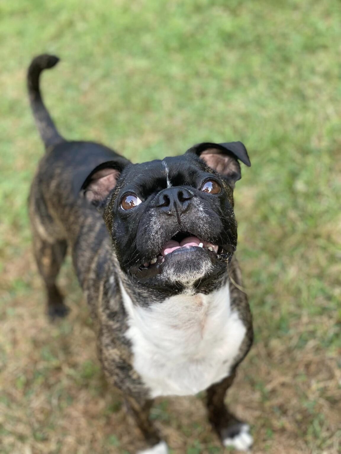 Pug Boston Terrier Mix (Bugg) – An Ultimate Guide To Help You Decide ...