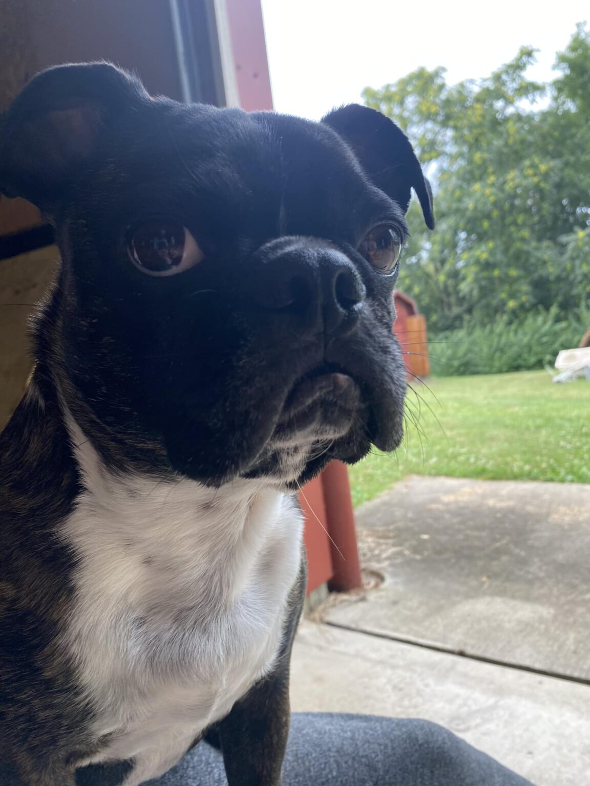 Pug Boston Terrier Mix (Bugg) – An Ultimate Guide To Help You Decide ...