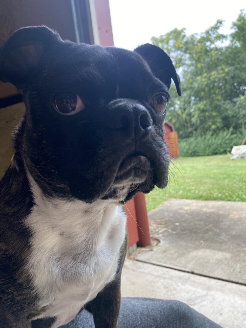 Pug Boston Terrier Mix (Bugg) – An Ultimate Guide To Help You Decide ...