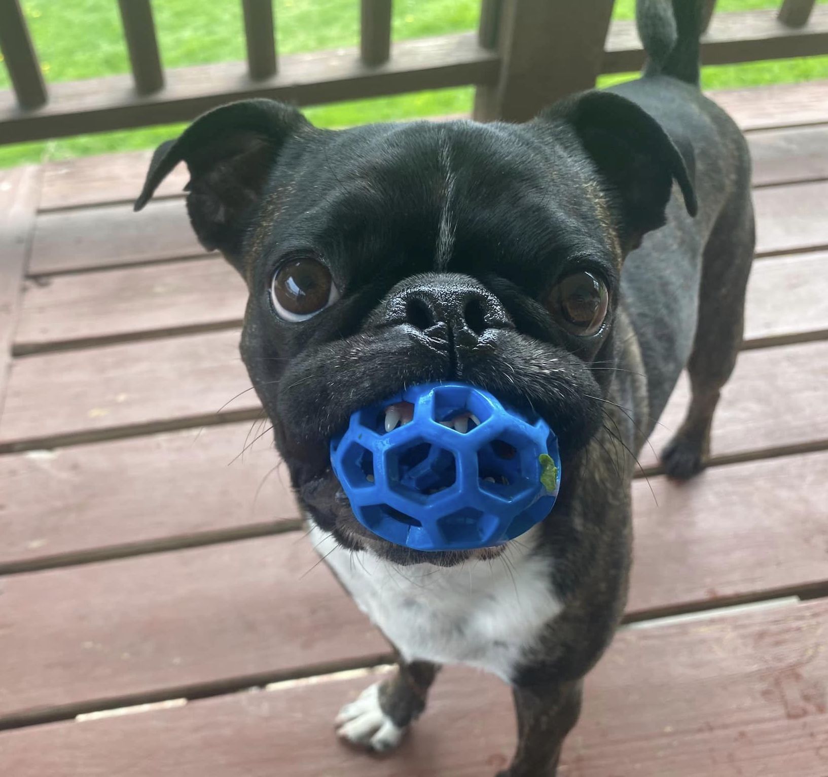 Pug Boston Terrier Mix (Bugg) – An Ultimate Guide To Help You Decide ...