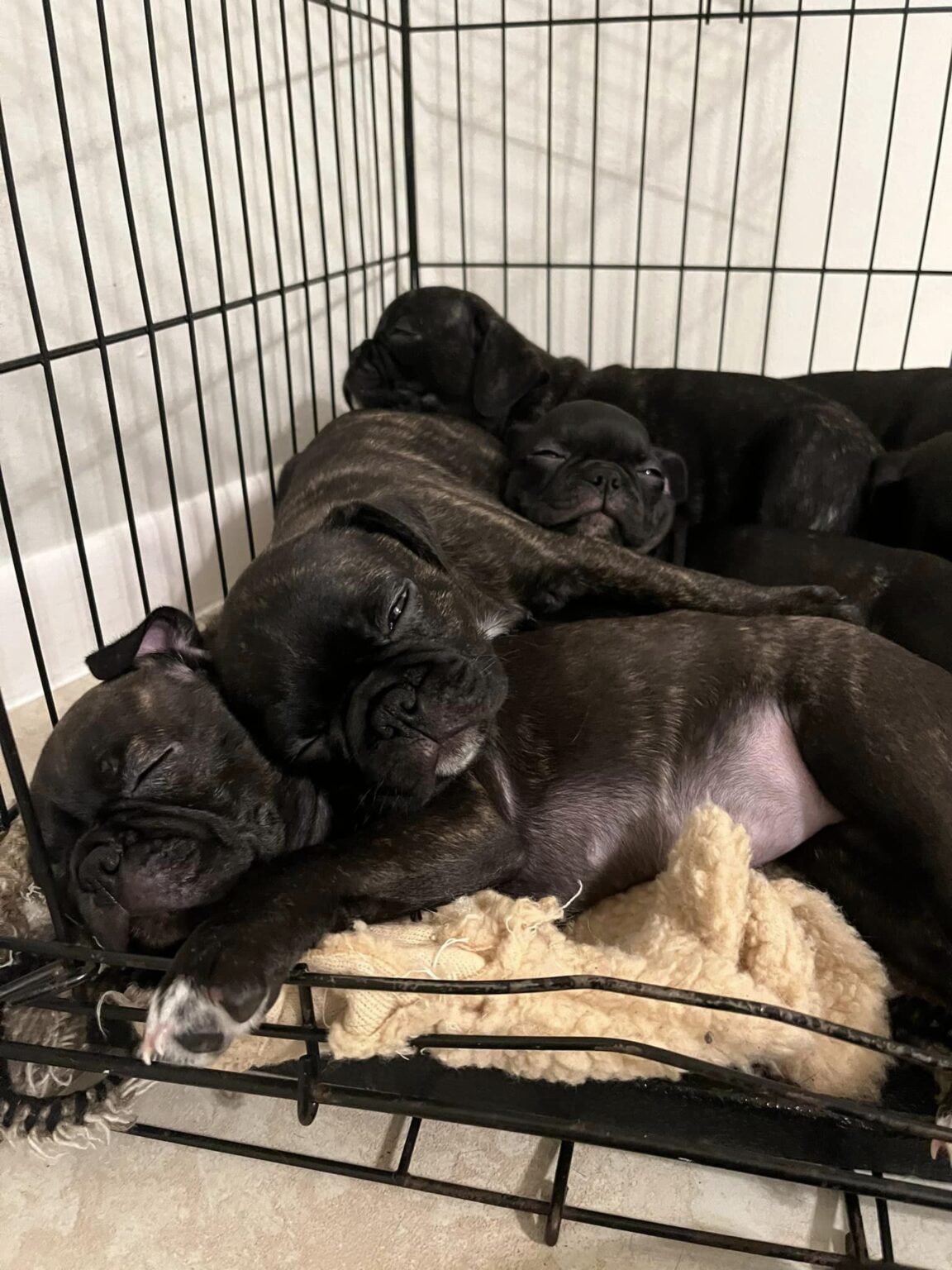 Pug Boston Terrier Mix (Bugg) – An Ultimate Guide To Help You Decide ...