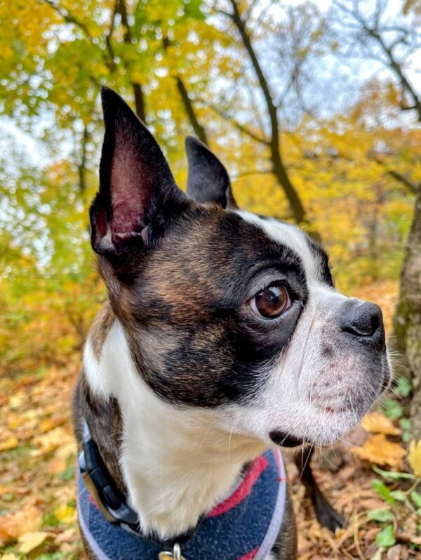 Pug Boston Terrier Mix (Bugg) – An Ultimate Guide To Help You Decide ...