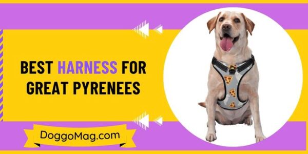 5 Best Harnesses for Great Pyrenees in 2024 - DoggoMag