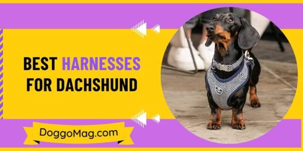5 Sturdy and Adjustable Best Harnesses for Dachshund - DoggoMag