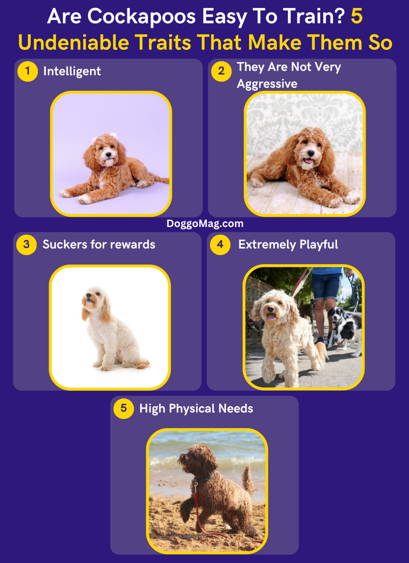 Are Cockapoos Easy To Train? 5 Undeniable Traits That Make Them So ...