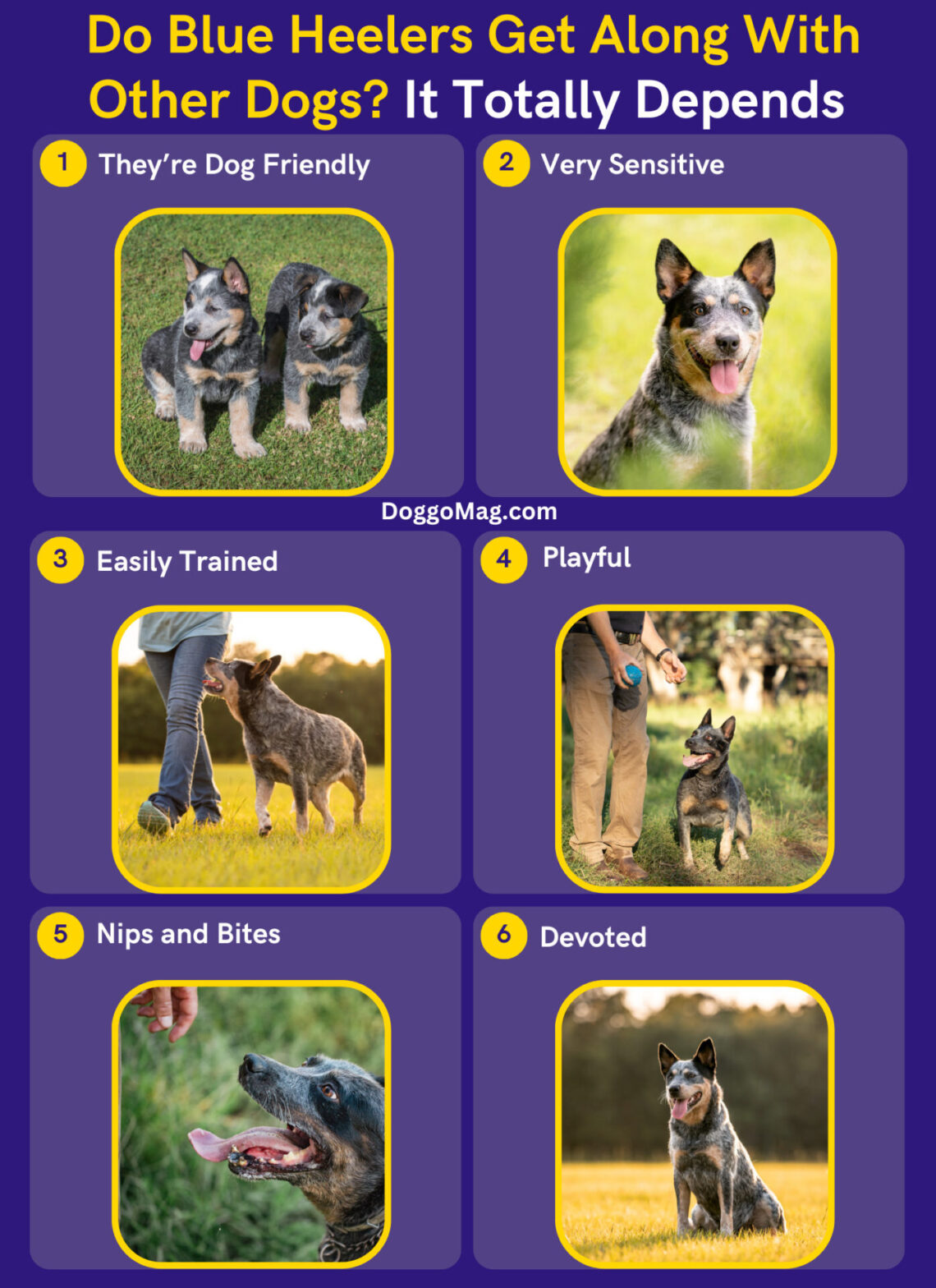 Are Blue Heelers Good With Other Dogs? 6 Genuine Traits To Look For ...